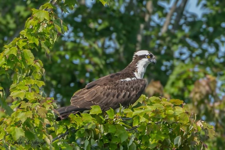 Membership - Webster Lake Association